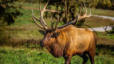 10 Best Hunting Bugles