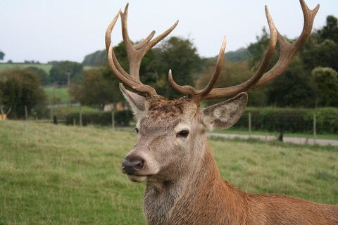 How To Field Dress A Deer