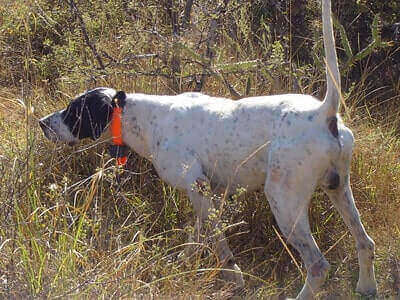 How To Train A Dog To Track Deer