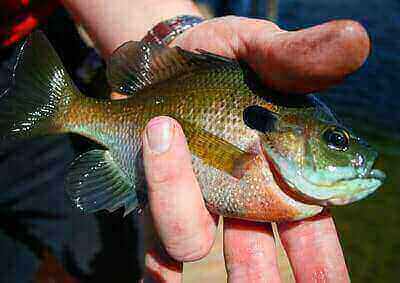 Bluegill Fishing Tips