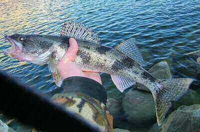 Sauger Fishing Tips