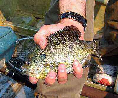 Bluegill Fishing Tips