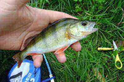 Perch Fishing Tips
