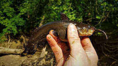 Bullhead Fishing Tips