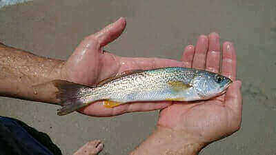 Weakfish Fishing Tips