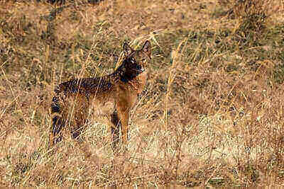 How To Hunt Coyotes