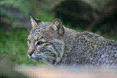 How To Hunt Bobcats