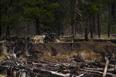 How To Hunt Coyotes