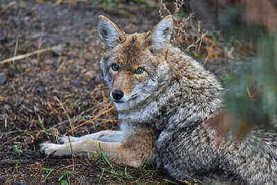 How To Hunt Coyotes