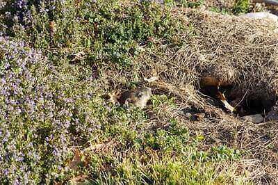 How To Hunt Groundhogs