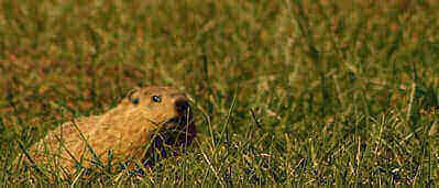 How To Hunt Groundhogs