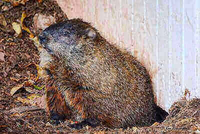 How To Hunt Groundhogs