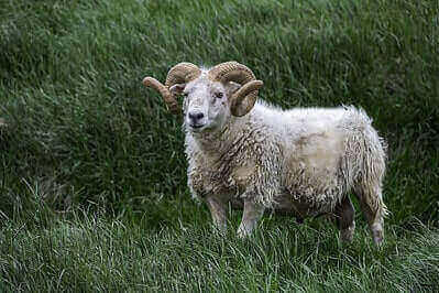 How To Hunt Wild Sheep