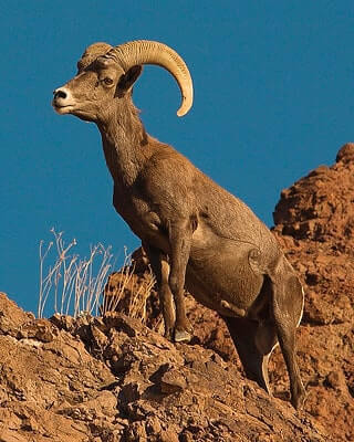 How To Hunt Wild Sheep