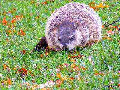 How To Hunt Groundhogs