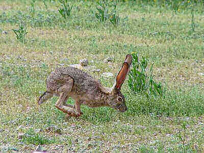 How To Hunt Jackrabbits