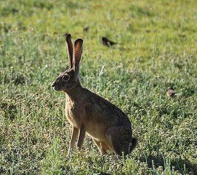 How To Hunt Jackrabbits