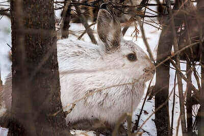 How To Hunt Snowshoe Hares
