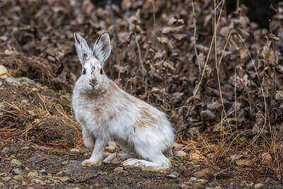 How To Hunt Snowshoe Hares