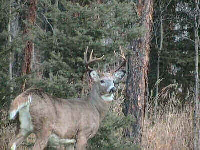 How To Track Deer After The Shot