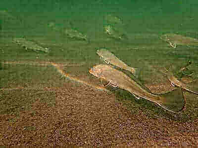 How To Catch California Corbina