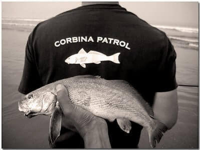 How To Catch California Corbina