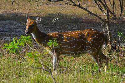 How To Hunt Axis Deer