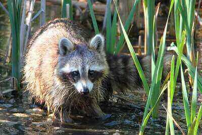 How To Hunt Raccoons