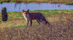 How To Hunt Red Fox