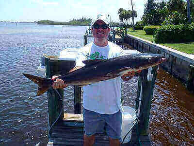 How To Catch Cobia