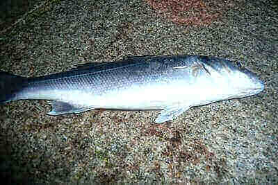 How To Catch Whiting