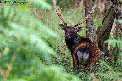 How To Hunt Sika Deer