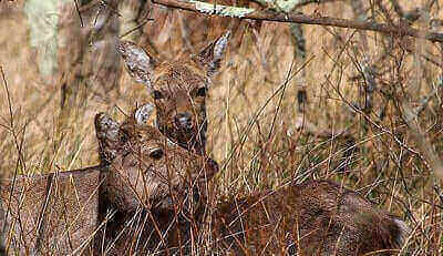 How To Hunt Sika Deer