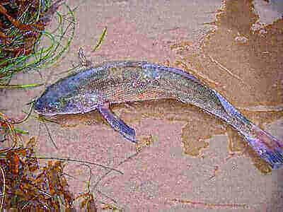 How To Catch California Corbina