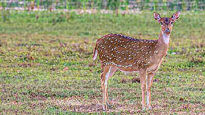 How To Hunt Axis Deer