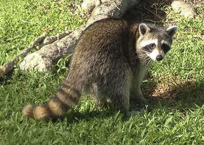 How To Hunt Raccoons