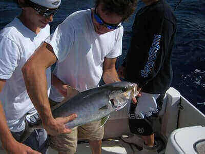 How To Catch Amberjack
