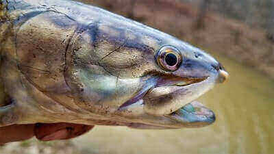 How To Catch Bowfin