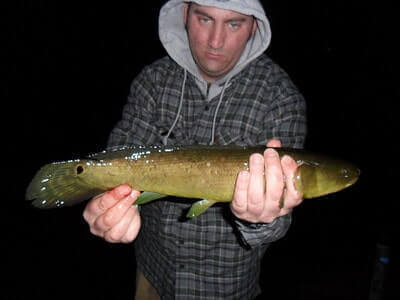 How To Catch Bowfin