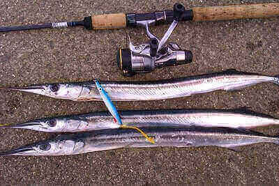 How To Catch Garfish