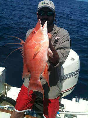 How To Catch Hogfish