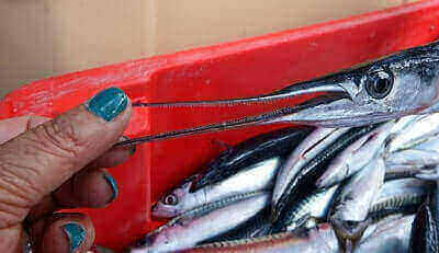 How To Catch Garfish
