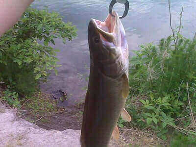 How To Catch Bowfin