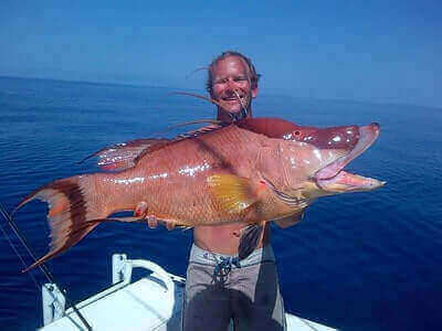 How To Catch Hogfish
