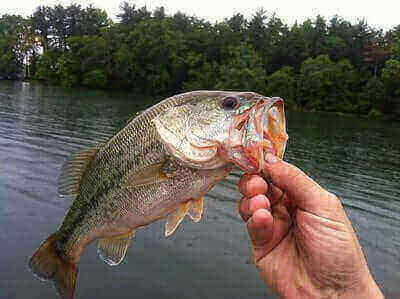 How To Catch Largemouth Bass