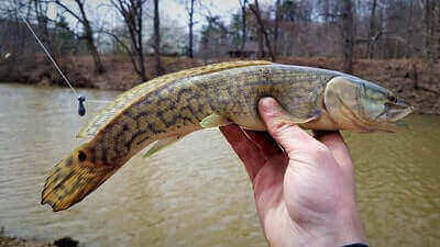 How To Catch Bowfin