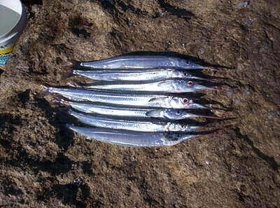 How To Catch Garfish