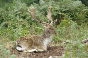 How To Hunt Fallow Deer