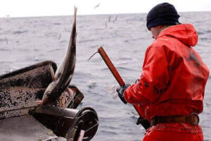 How To Catch Haddock