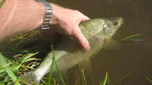 How To Catch Bream